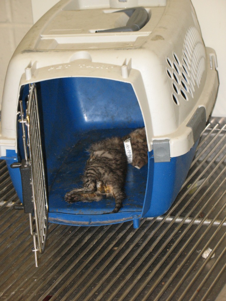 Photos – Why PETA Kills